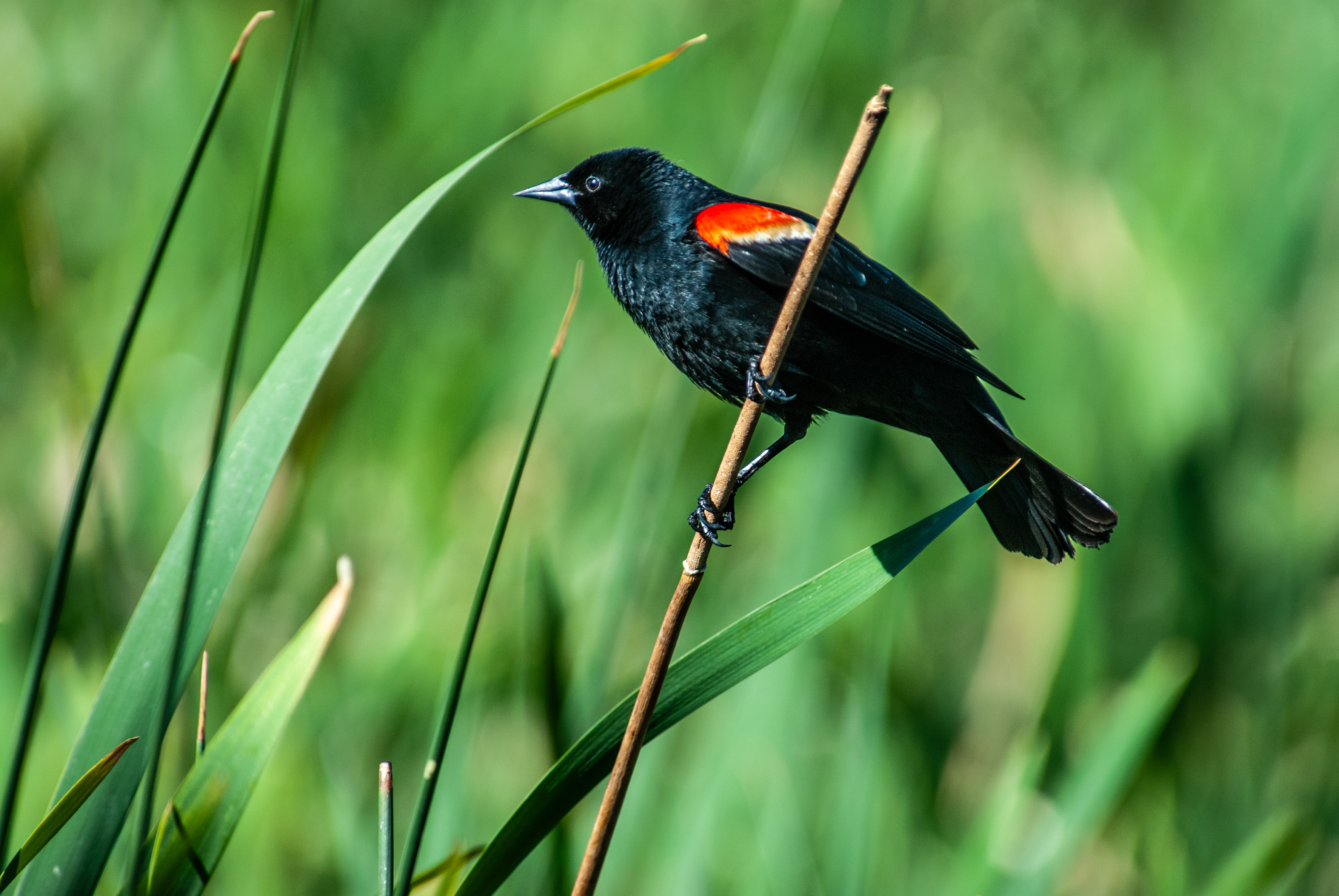 What Do Red Winged Blackbirds Eat