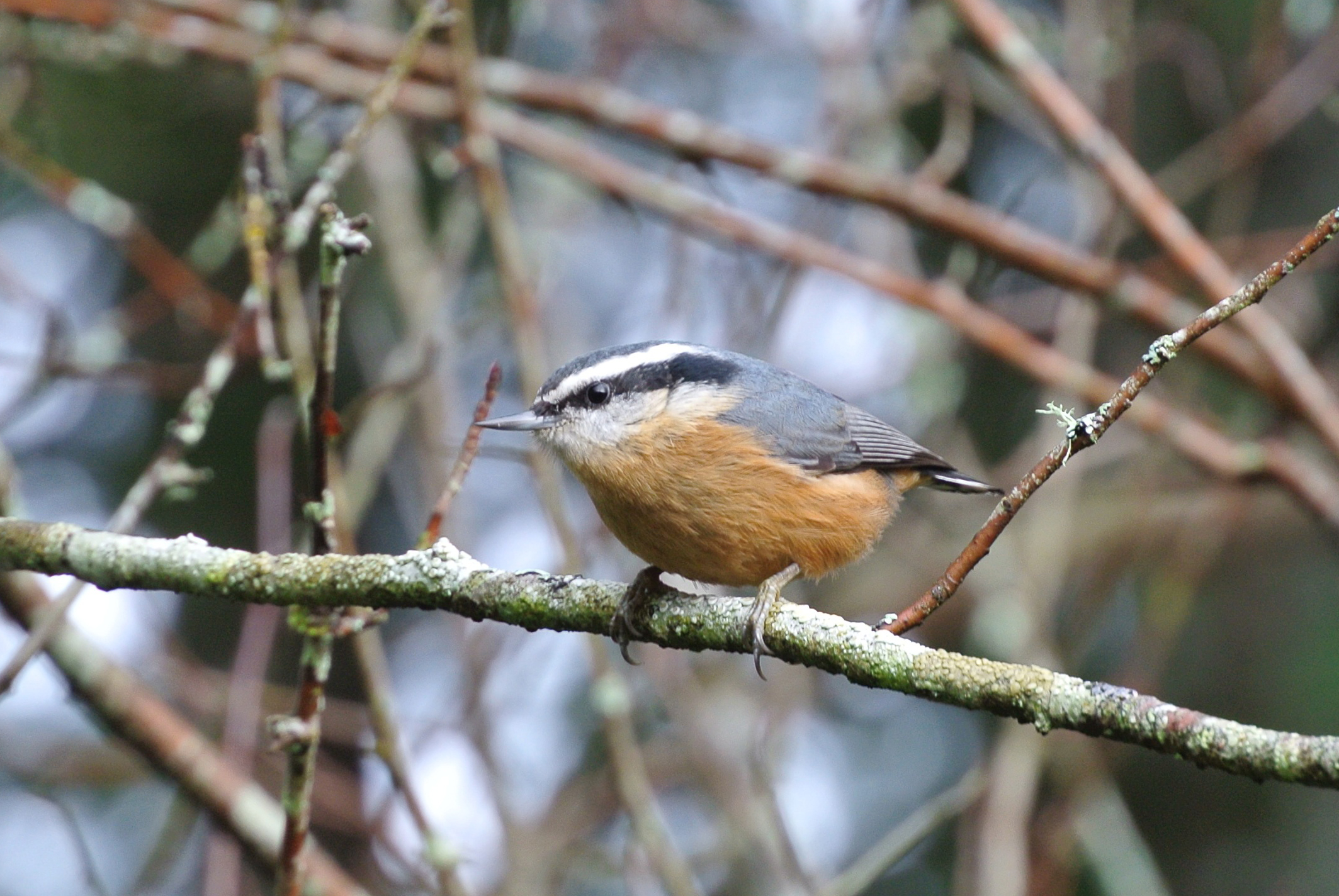 Red-breasted Nuthatch | Lyric Wild Bird Food